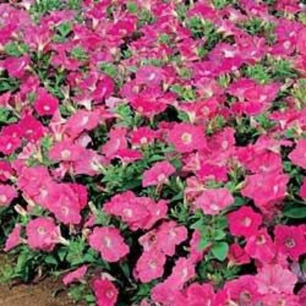Petunia Wave Pink Goode Greenhouses