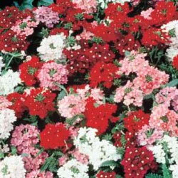 Verbena Obsession Mix - Goode Greenhouses
