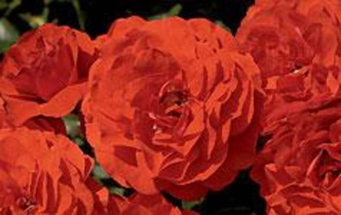 Rose Floribunda Trumpeter - Goode Greenhouses