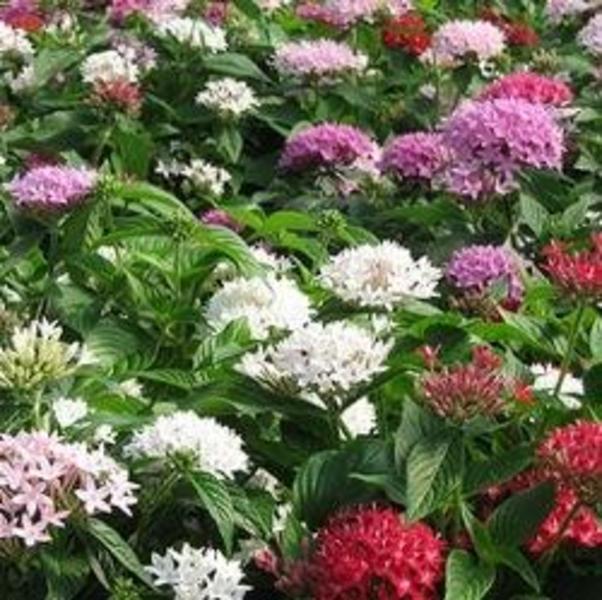 Penta - Goode Greenhouses