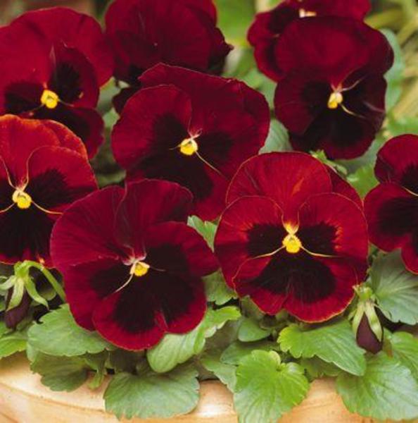 Pansy Spring Matrix Red Blotch - Goode Greenhouses