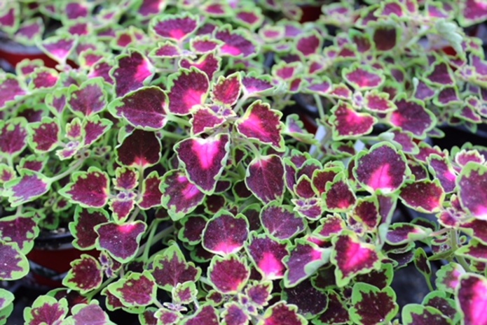 Coleus Trailing Monarch - Goode Greenhouses