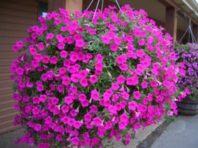 Petunia Wave Pink Goode Greenhouses