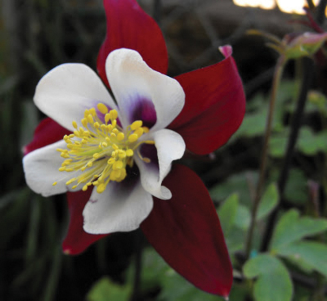 Aquilegia Swan Burgundy & White - Goode Greenhouses