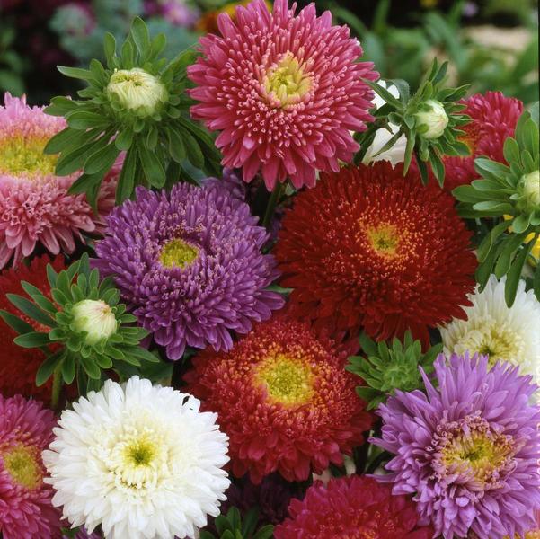 Plant Catalog - Goode Greenhouses