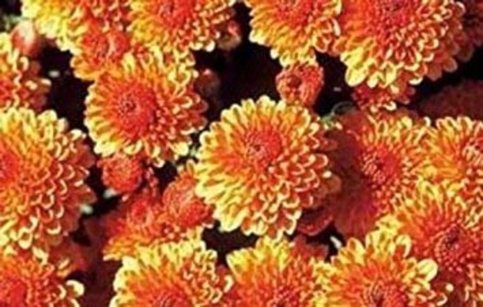 Beverly Bronze - Goode Greenhouses