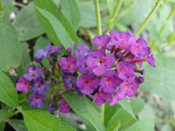 Buddleia Royal Red - Goode Greenhouses