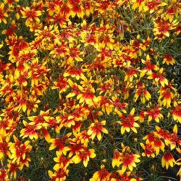 Coreopsis Lightning Bug - Goode Greenhouses