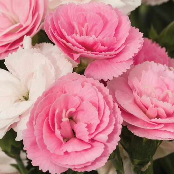 Dianthus Constant Beauty Cadence Peach Milk - Goode Greenhouses