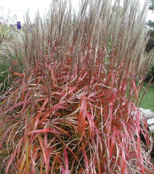 Grass Autumn Red - Goode Greenhouses