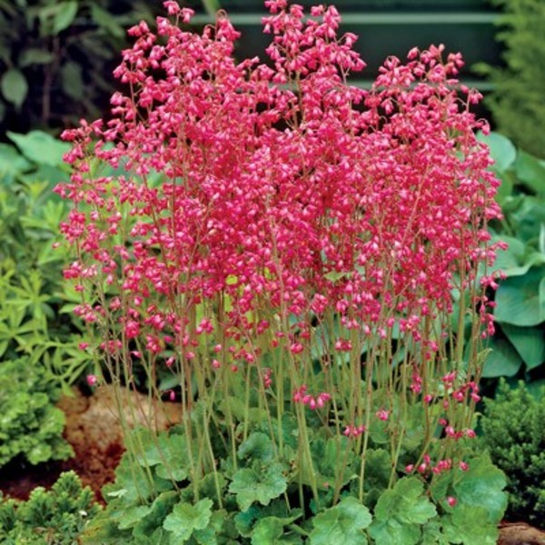 Heuchera Ruby Bells - Goode Greenhouses