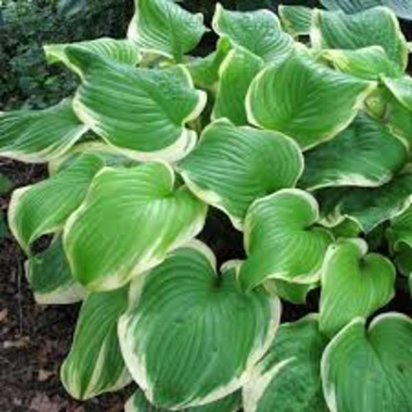 Hosta Fragrant Bouquet - Goode Greenhouses