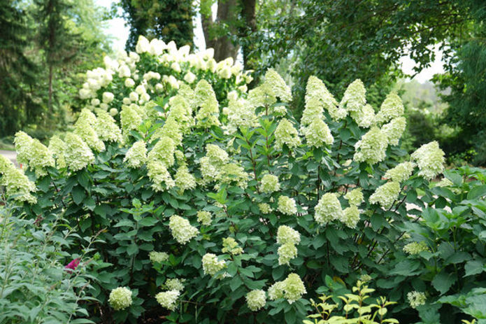 Hydrangea Limelight Prime - Goode Greenhouses