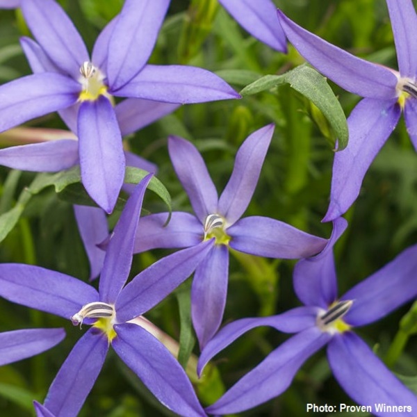 Isotoma Beth's Blue - Goode Greenhouses