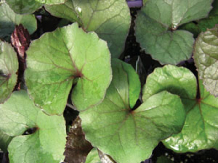 Ligularia Midnight Lady - Goode Greenhouses