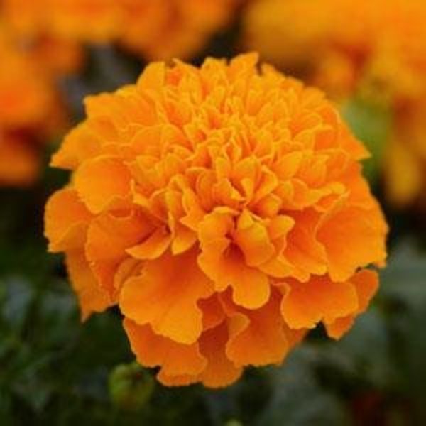 Marigold Hot Pak Orange - Goode Greenhouses