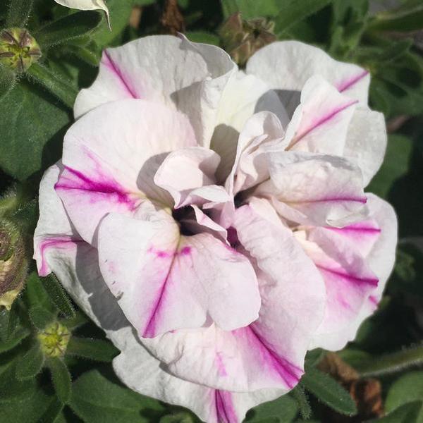 Petunia Veranda Double Peppermint - Goode Greenhouses