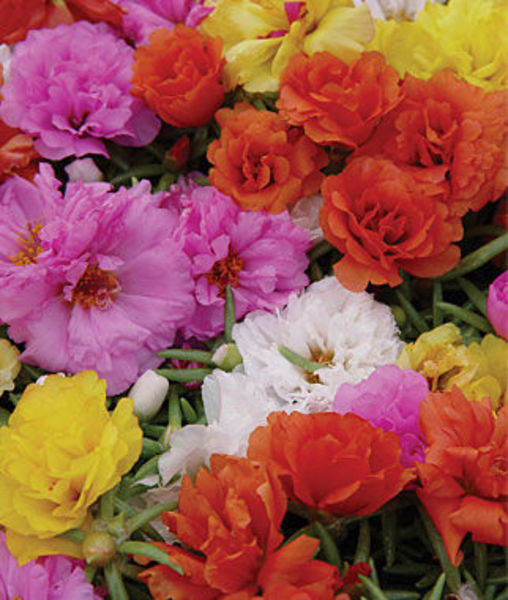 Portulaca Sundial Mix - Goode Greenhouses