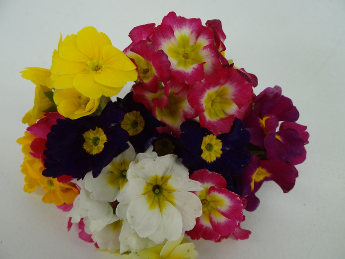 Primula Supernova Mix - Goode Greenhouses