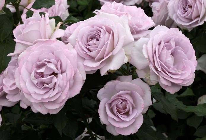 Rose Floribunda Silver Lining - Goode Greenhouses