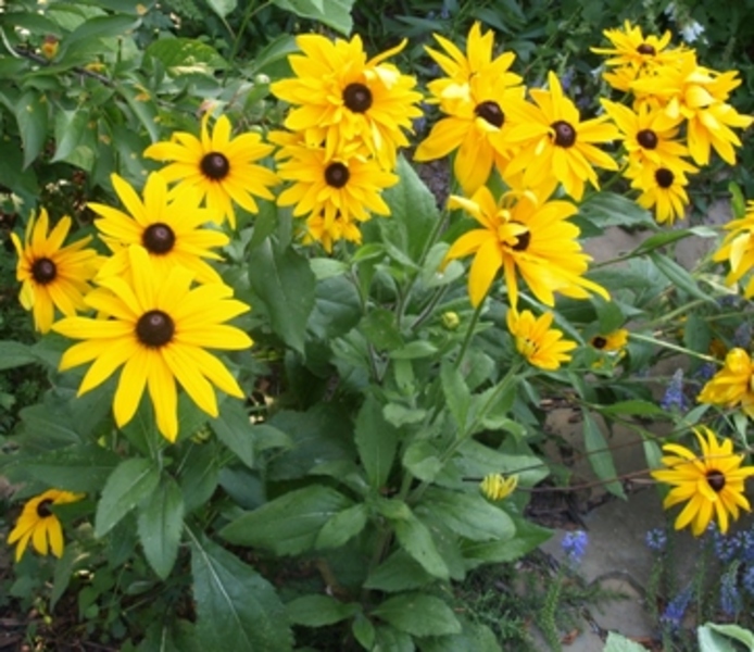 Rudbeckia Hirta (Native) - Goode Greenhouses