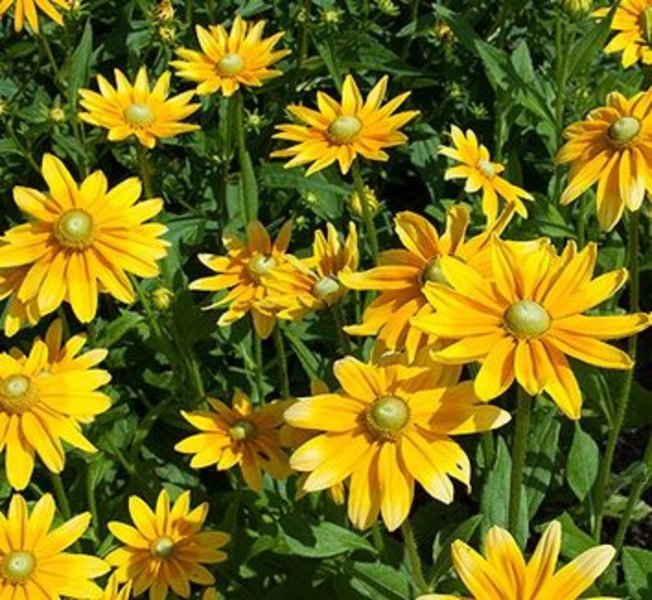 Rudbeckia Prairie Sun - Goode Greenhouses