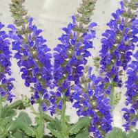Salvia Sallyrosa April Night - Goode Greenhouses