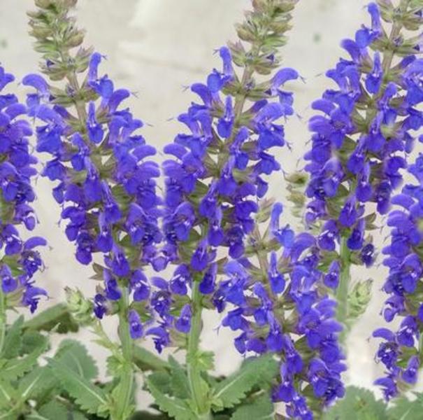 Salvia Sallyrosa April Night - Goode Greenhouses