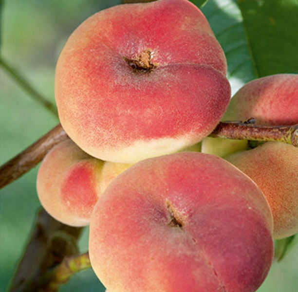 Peach Saturn - Goode Greenhouses