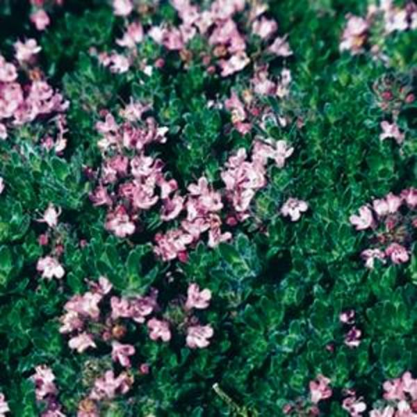 Thymus Pink Chintz - Goode Greenhouses