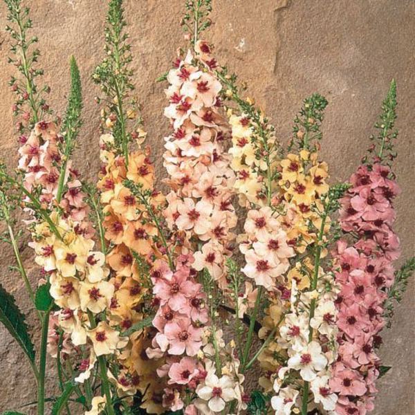 Verbascum Southern Charm Mix - Goode Greenhouses
