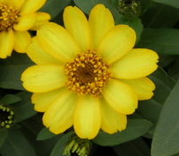 Zinnia Profusion Lemon - Goode Greenhouses