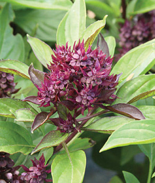 Basil Thai (Siam Queen) - Goode Greenhouses Basil Thai (Siam Queen) - Goode Greenhouses