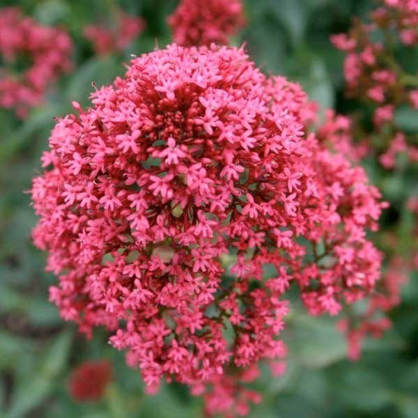 Centranthus Pretty Betsy - Goode Greenhouses