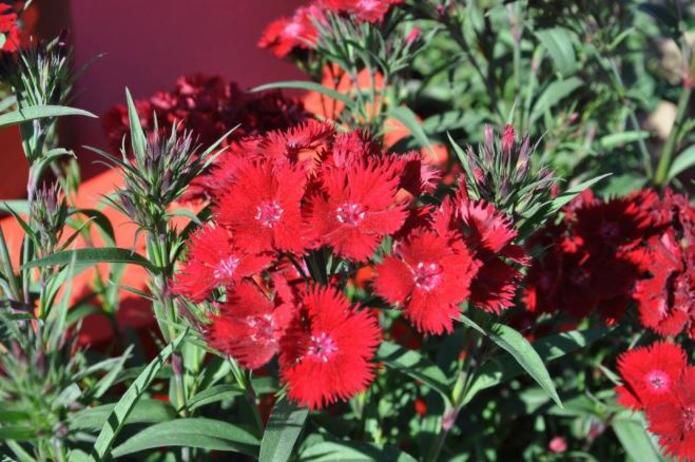 Dianthus Rockin' Red - Goode Greenhouses