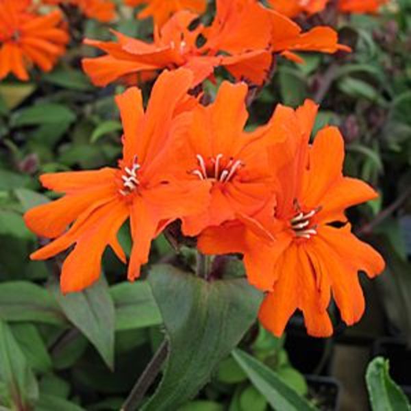 Lychnis Arkwrightii Orange Gnome - Goode Greenhouses