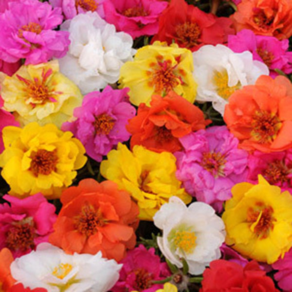 Portulaca Trailing - Goode Greenhouses
