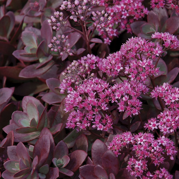 Sedum Sun Sparkler Firecracker - Goode Greenhouses