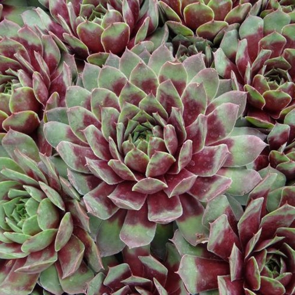 Sempervivum Ruby Heart - Goode Greenhouses