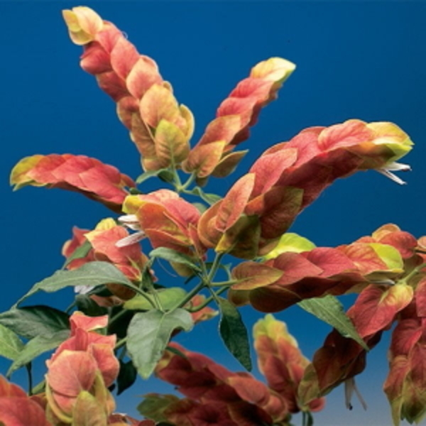 Shrimp Plant - Goode Greenhouses