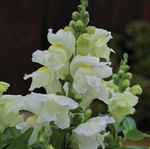 Plant Catalog - Goode Greenhouses