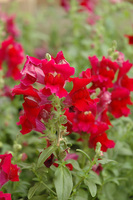 Snapdragon Candy Tops Red - Goode Greenhouses