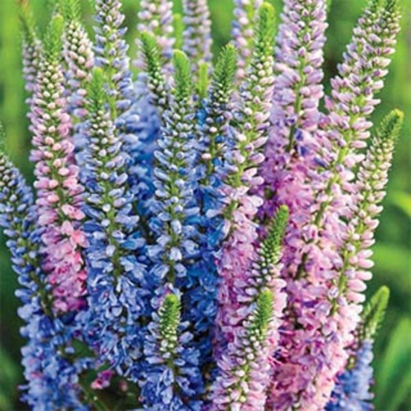 Veronica Explosion Bicolor - Goode Greenhouses