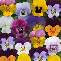 Viola Mix - Goode Greenhouses