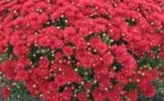 Wanda Red - Goode Greenhouses